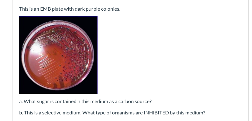 Solved This is an EMB plate with dark purple colonies. a. | Chegg.com