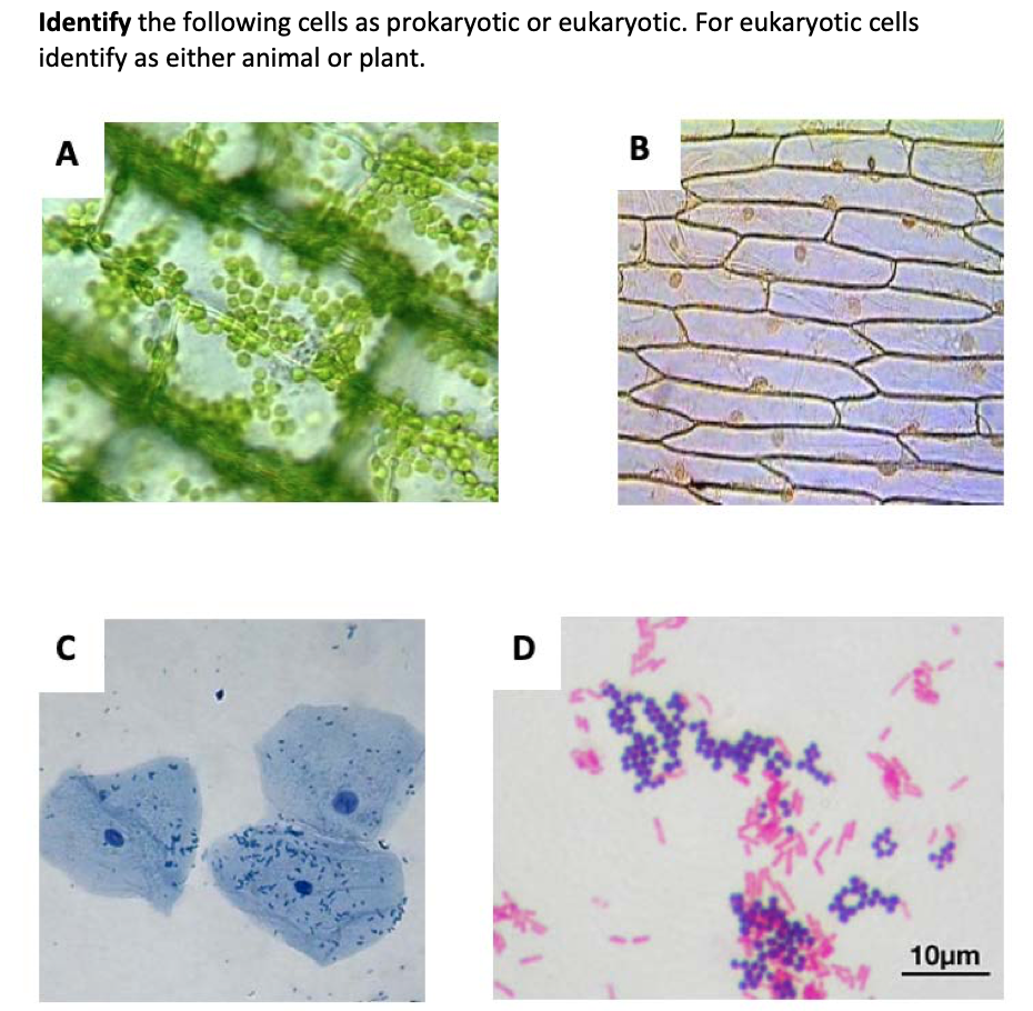 Solved Identify the following cellular components on the | Chegg.com