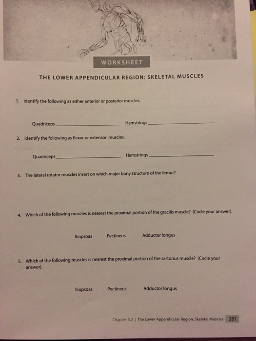 Solved WORKSHEET THE LOWER APPENDICULAR REGION:SKELETAL | Chegg.com