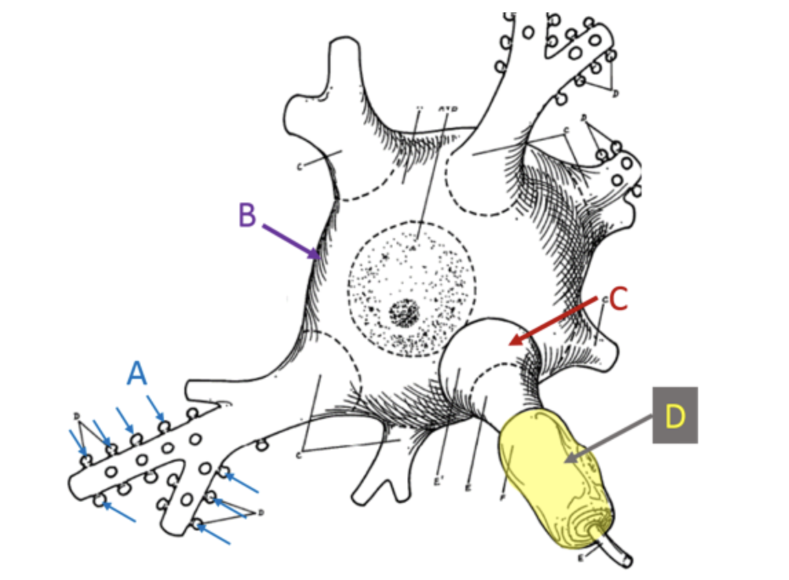 Solved Please label the following | Chegg.com