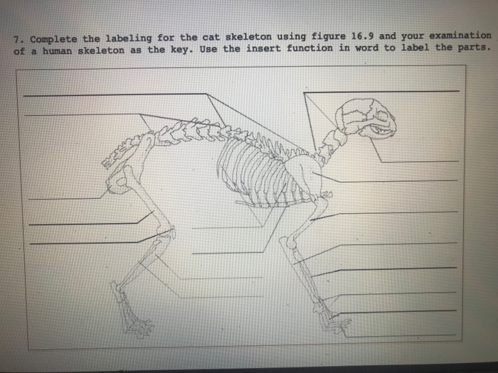 7. Complete the labeling for the cat skeleton using | Chegg.com