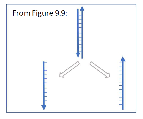 Solved Draw the new strands that are created from the old | Chegg.com