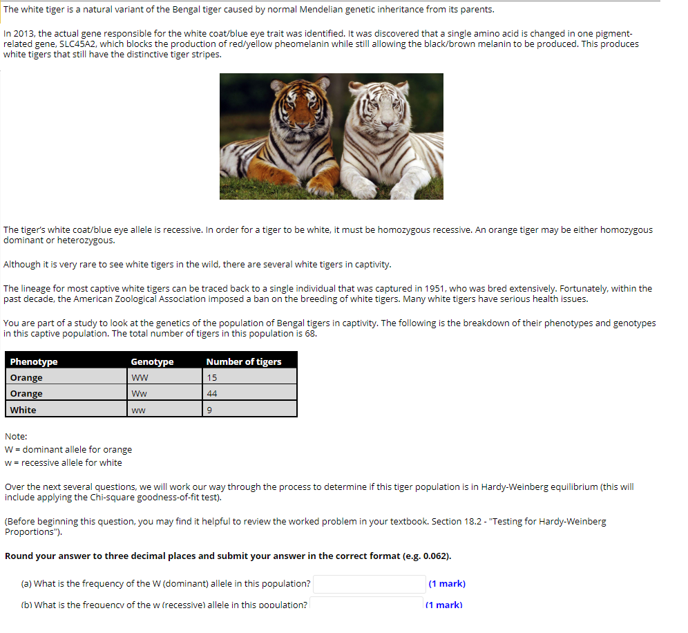 Solved The white tiger is a natural variant of the Bengal | Chegg.com