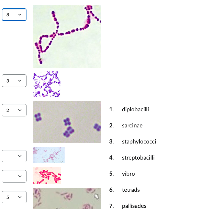 Solved 1. diplobacilli 2. sarcinae 3. staphylococci 4. | Chegg.com