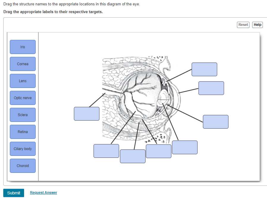 Solved Drag the structure names to the appropriate locations | Chegg.com