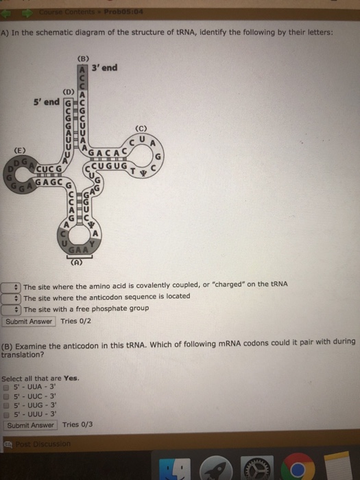 Solved A) In the schematic diagram of the structure of tRNA, | Chegg.com