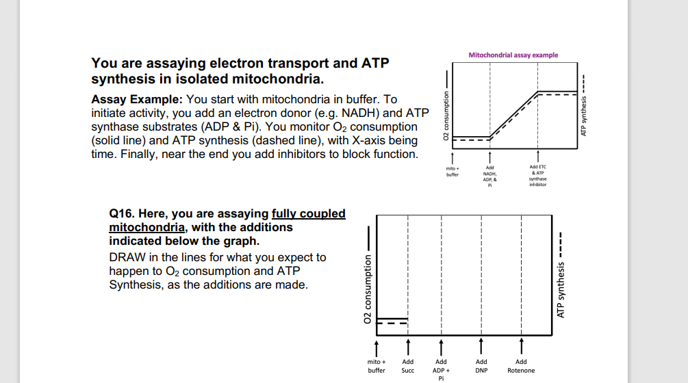 Solved Mitochondrial assay example You are assaying electron | Chegg.com