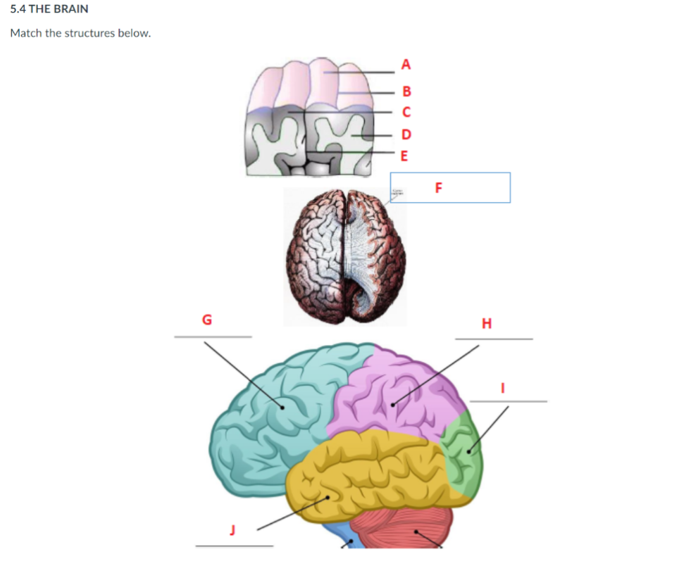 Solved 5.4 THE BRAIN Match the structures be | Chegg.com