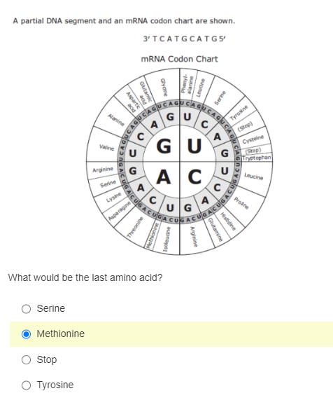 Solved A partial DNA segment and an mRNA codon chart are | Chegg.com
