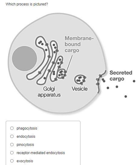 Solved Which process is pictured? Membrane- bound cargo | Chegg.com