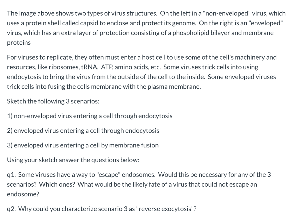 Solved membrane protein protein capsid san genetic material | Chegg.com