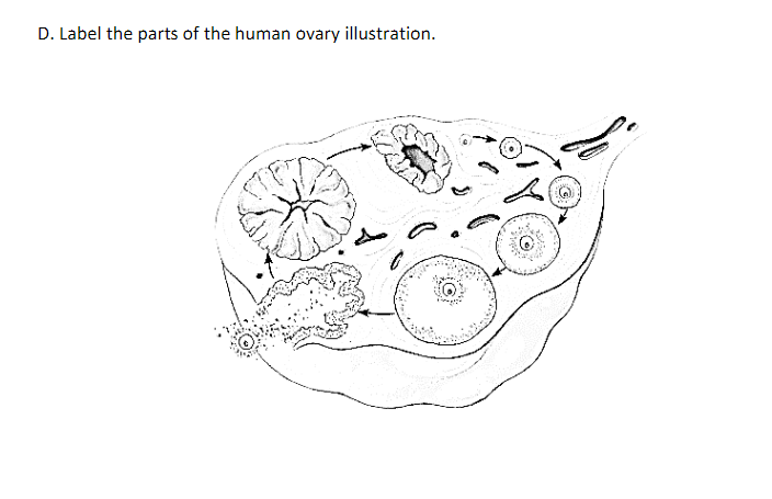 Solved D. Label the parts of the human ovary illustration. | Chegg.com