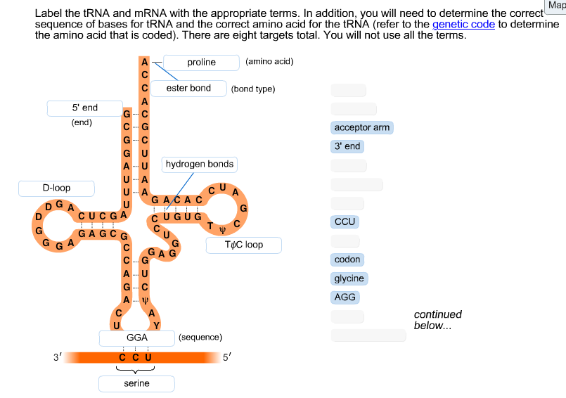 Solved Map Label the tRNA and mRNA with the appropriate | Chegg.com