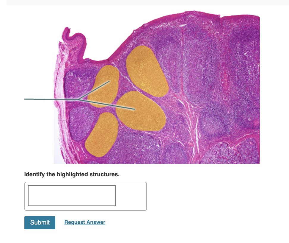 Solved Identify the highlighted structure. Submit Request | Chegg.com