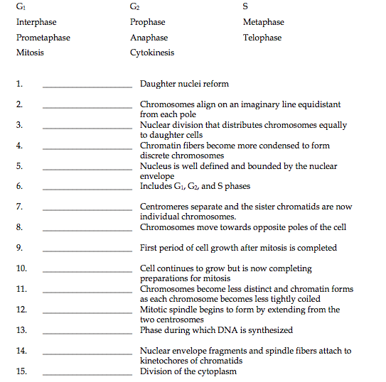 Prophase I Definition Stages And Quiz Biology Dictionary