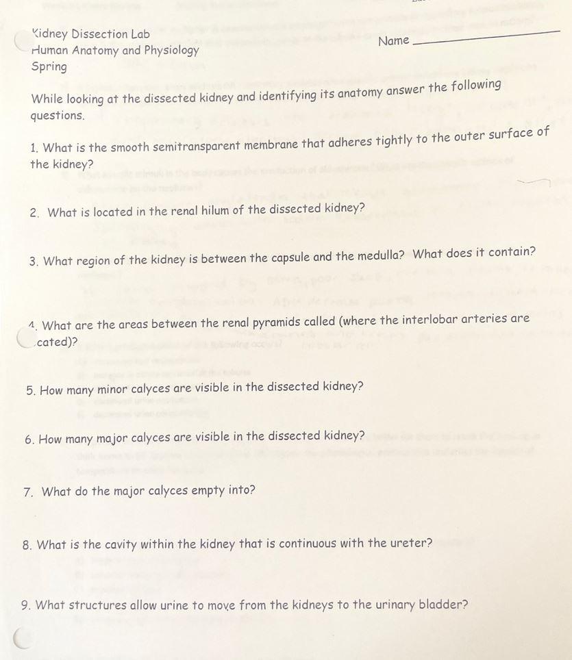 Solved Name Kidney Dissection Lab Human Anatomy and | Chegg.com