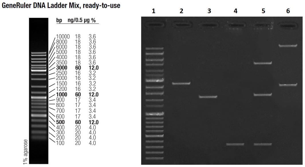 Solved Analysis of DNA gel Below you can find the gel | Chegg.com