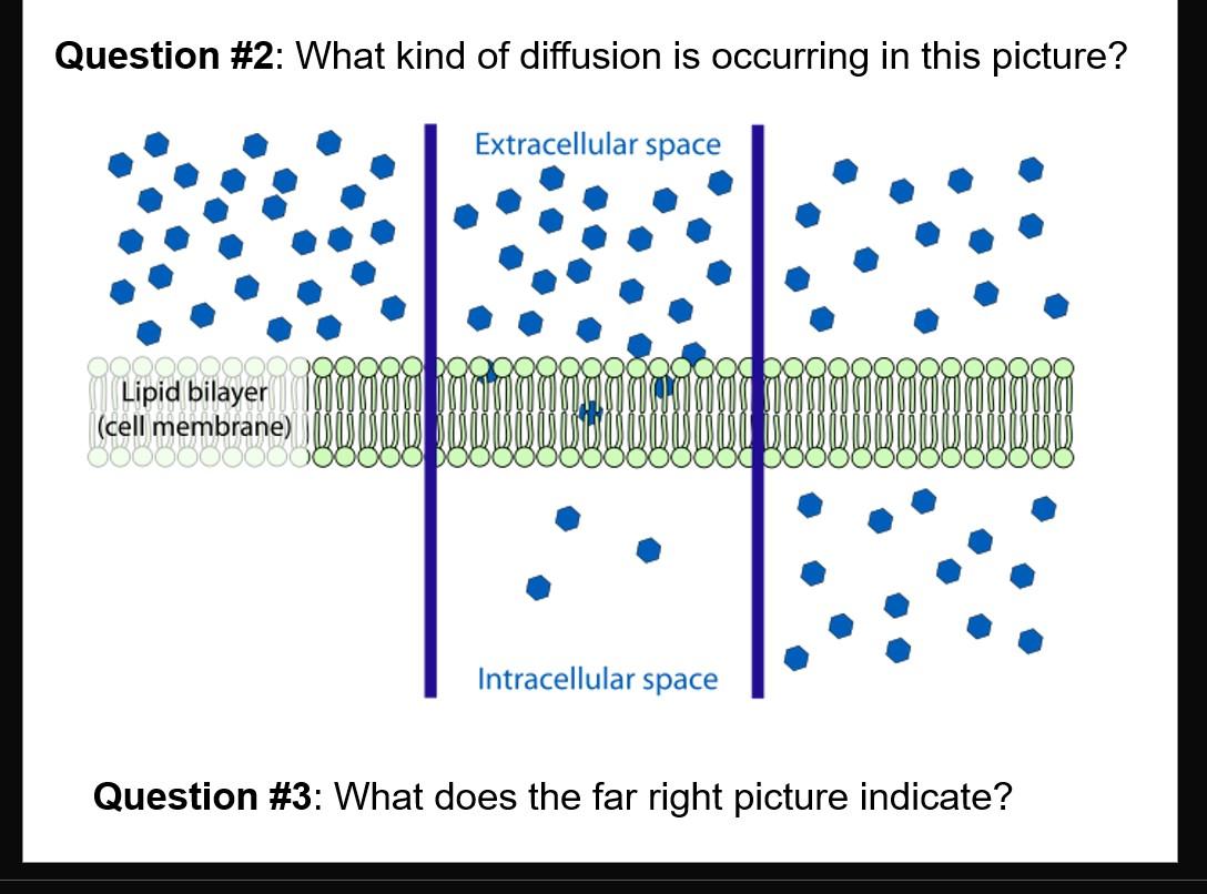 Solved Question #2: What kind of diffusion is occurring in | Chegg.com