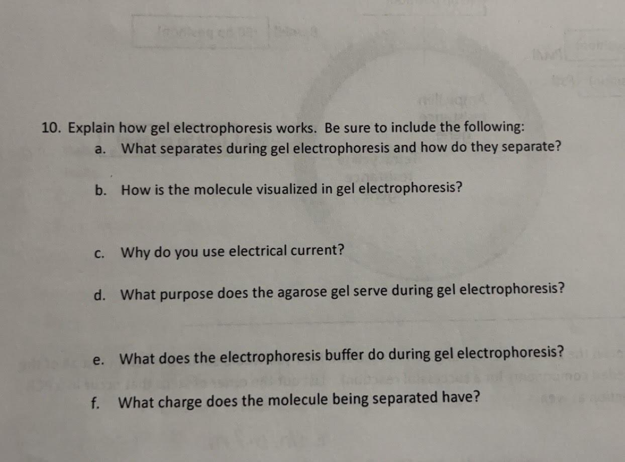 Solved 10. Explain how gel electrophoresis works. Be sure to | Chegg.com
