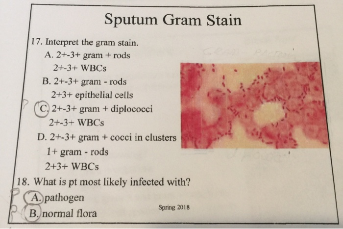 Solved Sputum Gram Stain 17. Interpret the gram stain. A. | Chegg.com