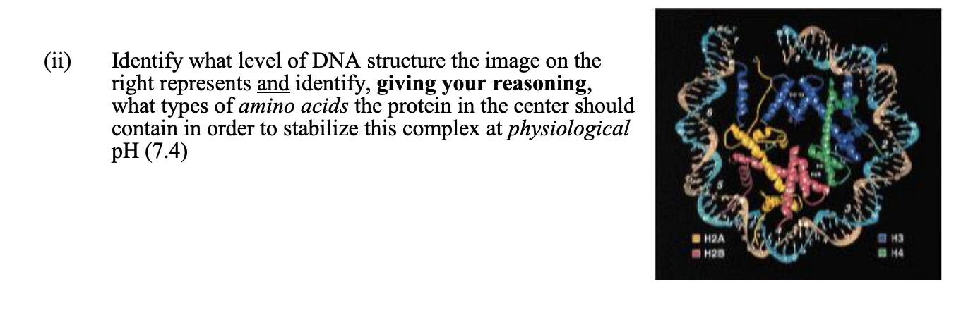 Solved (ii) Identify what level of DNA structure the image | Chegg.com