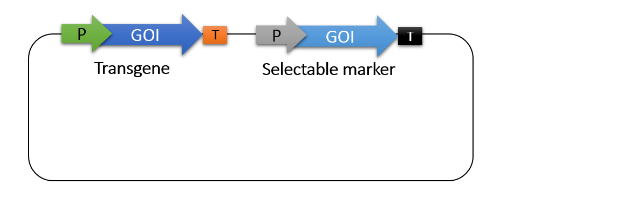 Solved Could you please, help?!, thanks In transgenic | Chegg.com