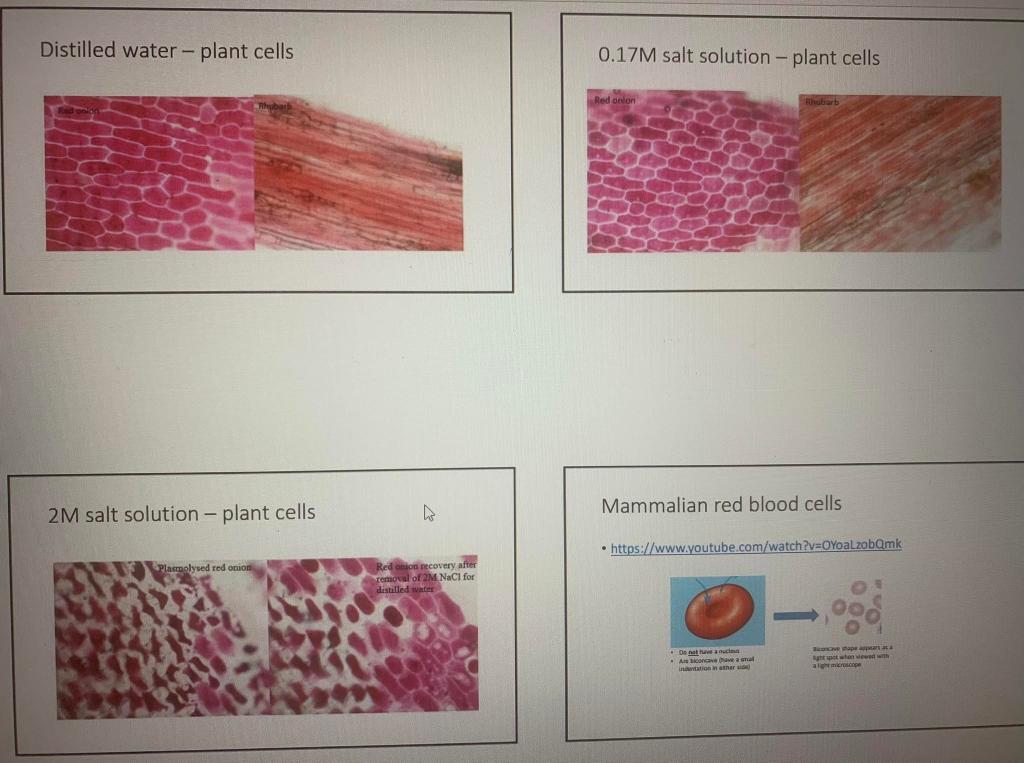 Solved 1. In the schematics below draw and label the cell | Chegg.com