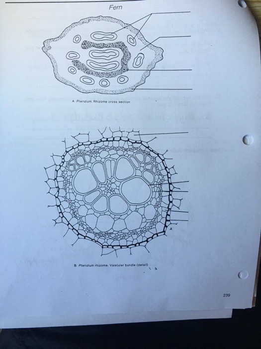 Solved Fern A Preidium Rhizome cross section 8 Ptenidium | Chegg.com