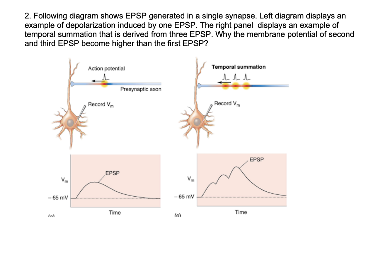 Solved 2. Following diagram shows EPSP generated in a single | Chegg.com