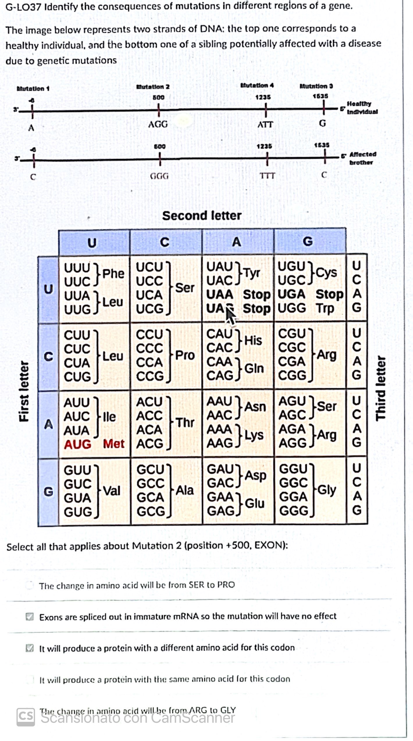 G-LO37 Identify the consequences of mutations in | Chegg.com