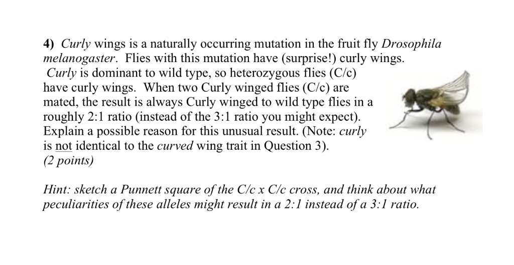 Solved 4) Curly wings is a naturally occurring mutation in | Chegg.com