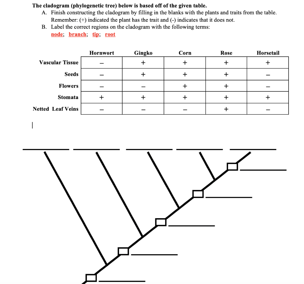 Solved The cladogram (phylogenetic tree) below is based off | Chegg.com