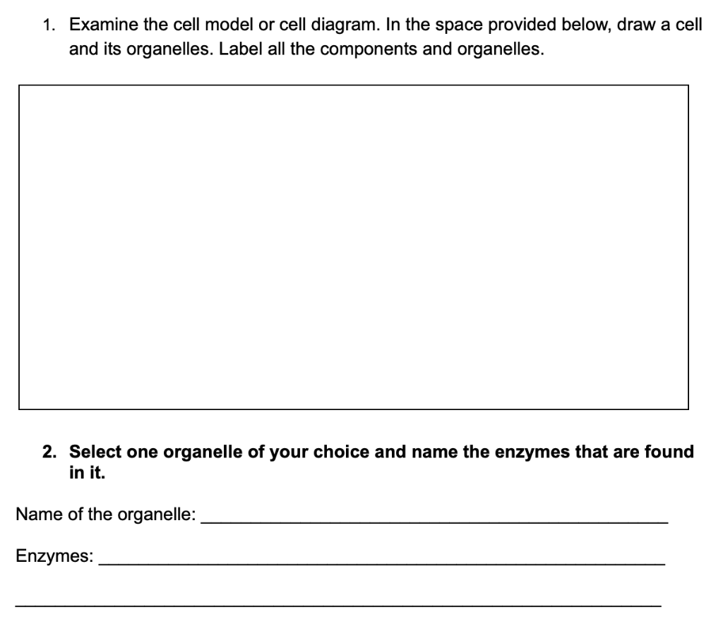 Solved 1 Examine The Cell Model Or Cell Diagram In Th 
