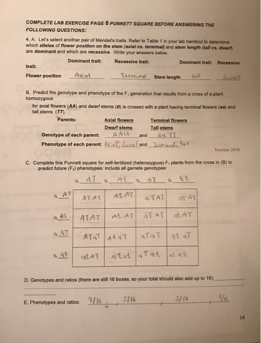 Solved COMPLETE LAB EXERCISE PAGE 6 PUNNETT SQUARE BEFORE | Chegg.com