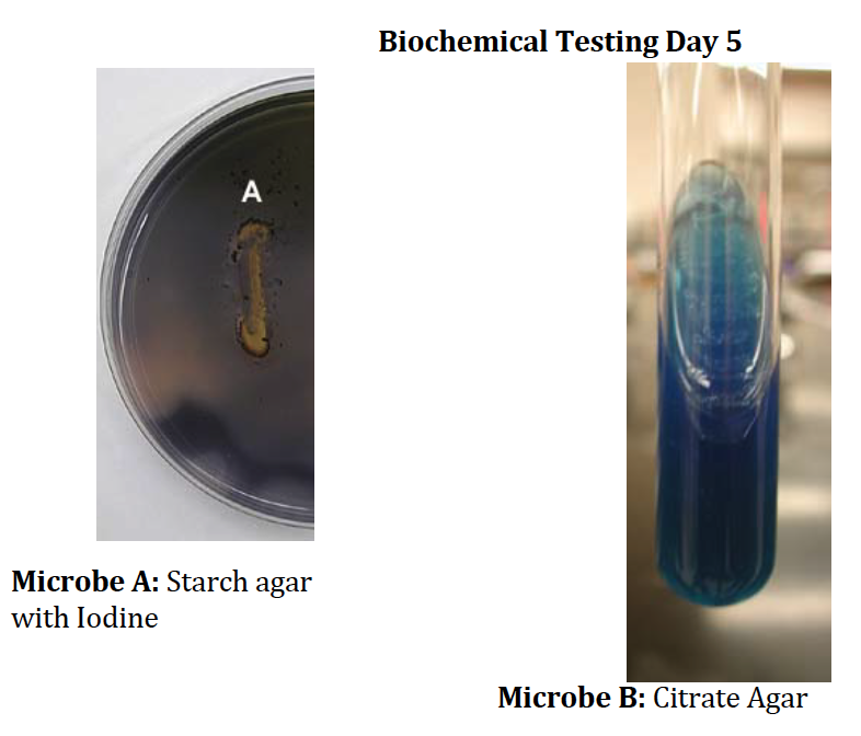 Solved Quadrant Streak Results (Day 2) Separation (Two-phase | Chegg.com