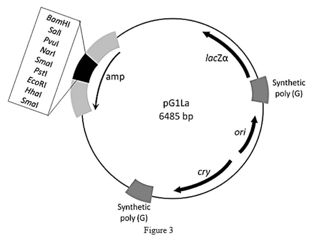 Solved Figure 3 shows the construction of the plasmid pG1La. | Chegg.com
