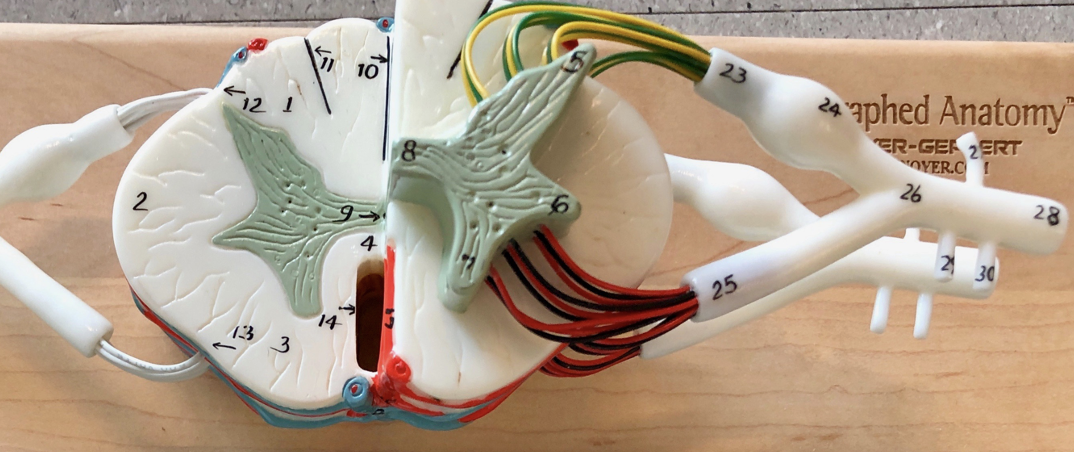 Solved Model 3: Spinal cord cross-section phed Anatomy go | Chegg.com
