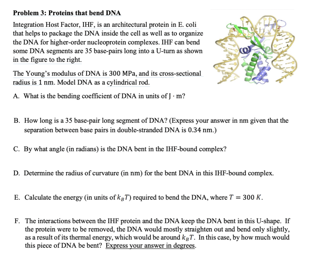 Solved that helps to package the DNA inside the cell as well | Chegg.com
