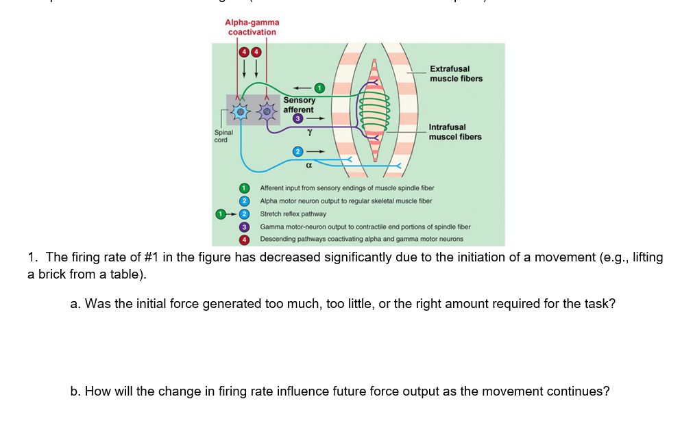 Alpha-gamma coactivation @ Extrafusal muscle fibers | Chegg.com