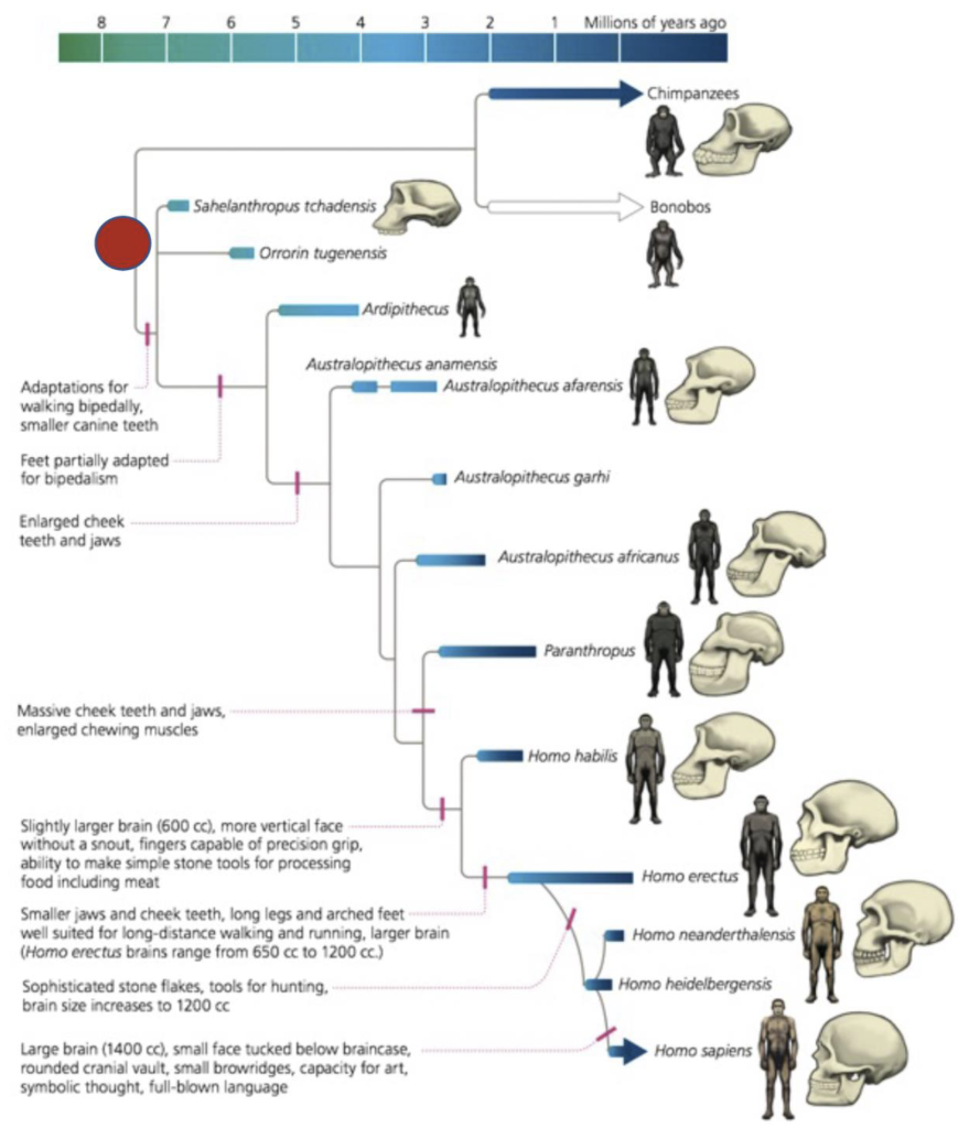Solved 1) Which genera, if any, are non- monophyletic? Are | Chegg.com