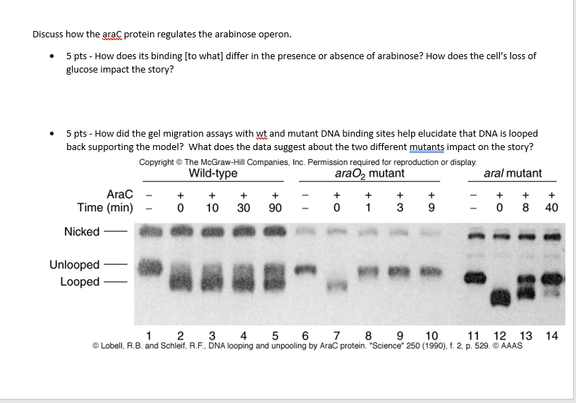 Discuss how the arac protein regulates the arabinose | Chegg.com