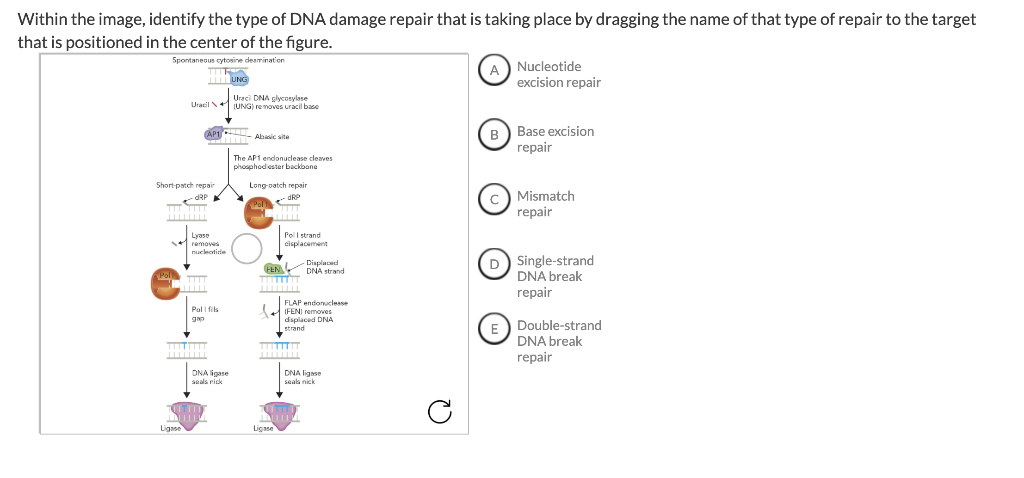 Solved Within the image, identify the type of DNA damage | Chegg.com