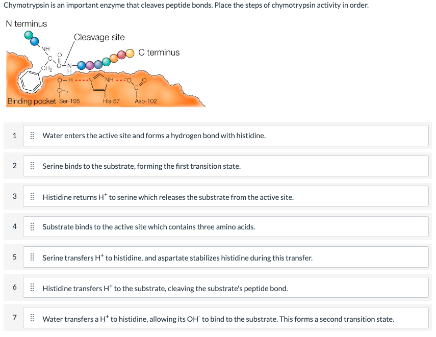 Solved Chymotrypsin is an important enzyme that cleaves | Chegg.com