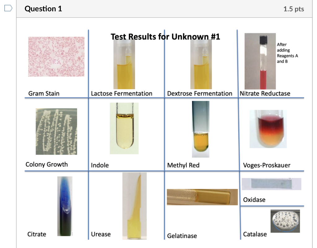 Solved Question 1 1.5 pts Test Results for Unknown #1 After | Chegg.com