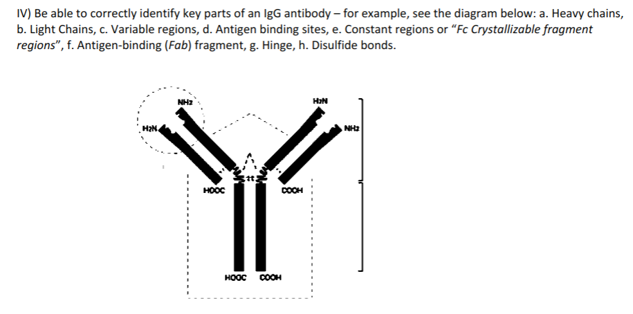 Solved IV) Be able to correctly identify key parts of an IgG | Chegg.com