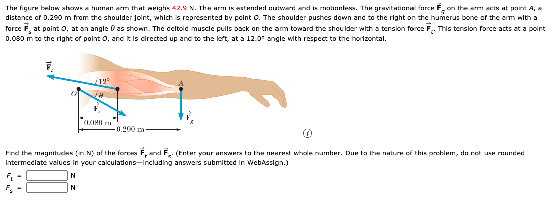 Solved The figure below shows a human arm that weighs 42.9 | Chegg.com