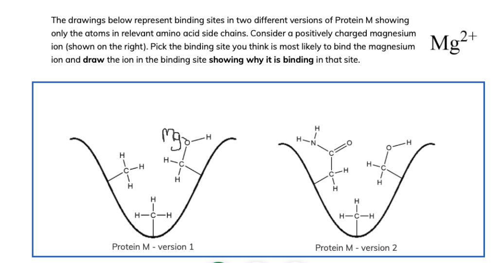 Protein M - version 1 The drawings (right) represent | Chegg.com