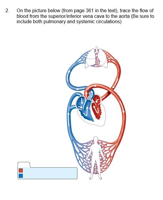 Solved 1. Chapter 11: The Cardiovascular System The | Chegg.com