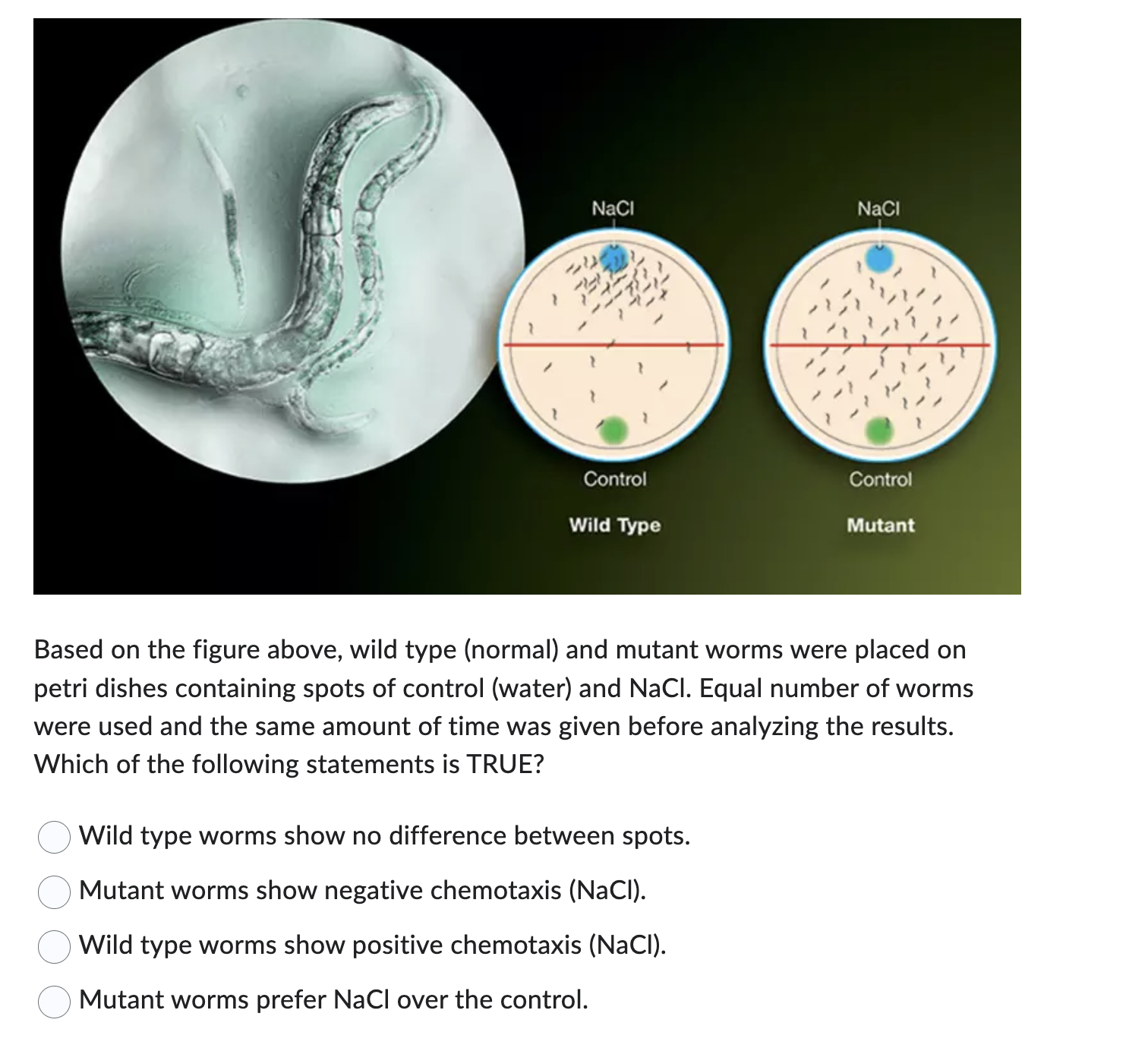 Solved Based on the figure above, wild type (normal) ﻿and | Chegg.com