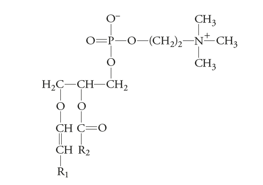 Solved (a) A certain lipid has the structure shown below (R1 | Chegg.com